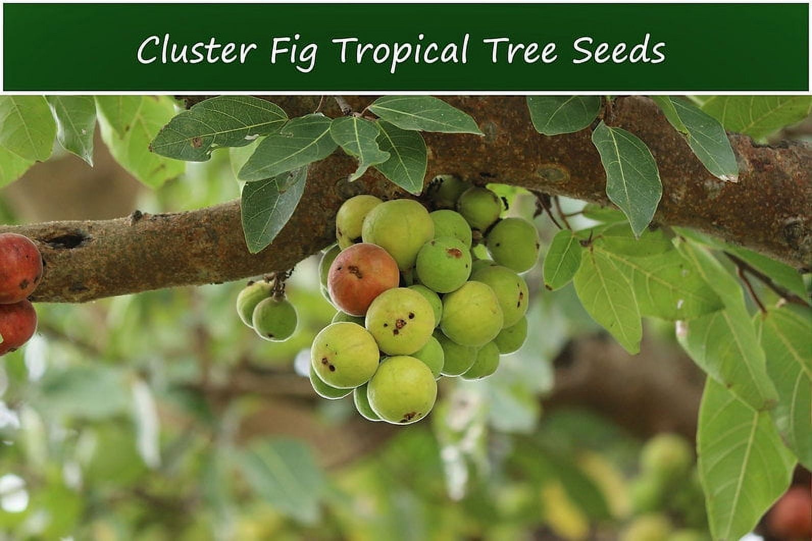 Tropical Fig Tree Seeds - Cluster Fig -20 Seeds - Bonsai or Standard ...