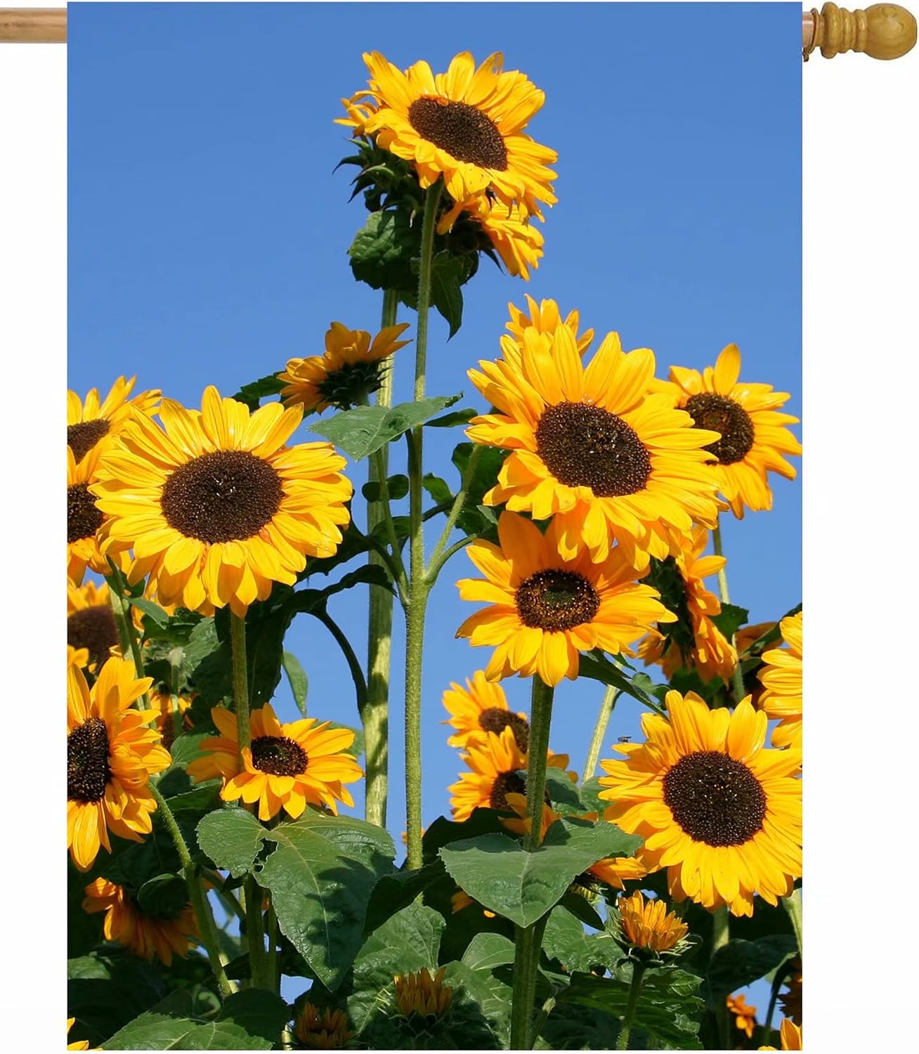Tropical Floral Sunflowers Flowers Blue Sky Spring Summer Plants Field ...