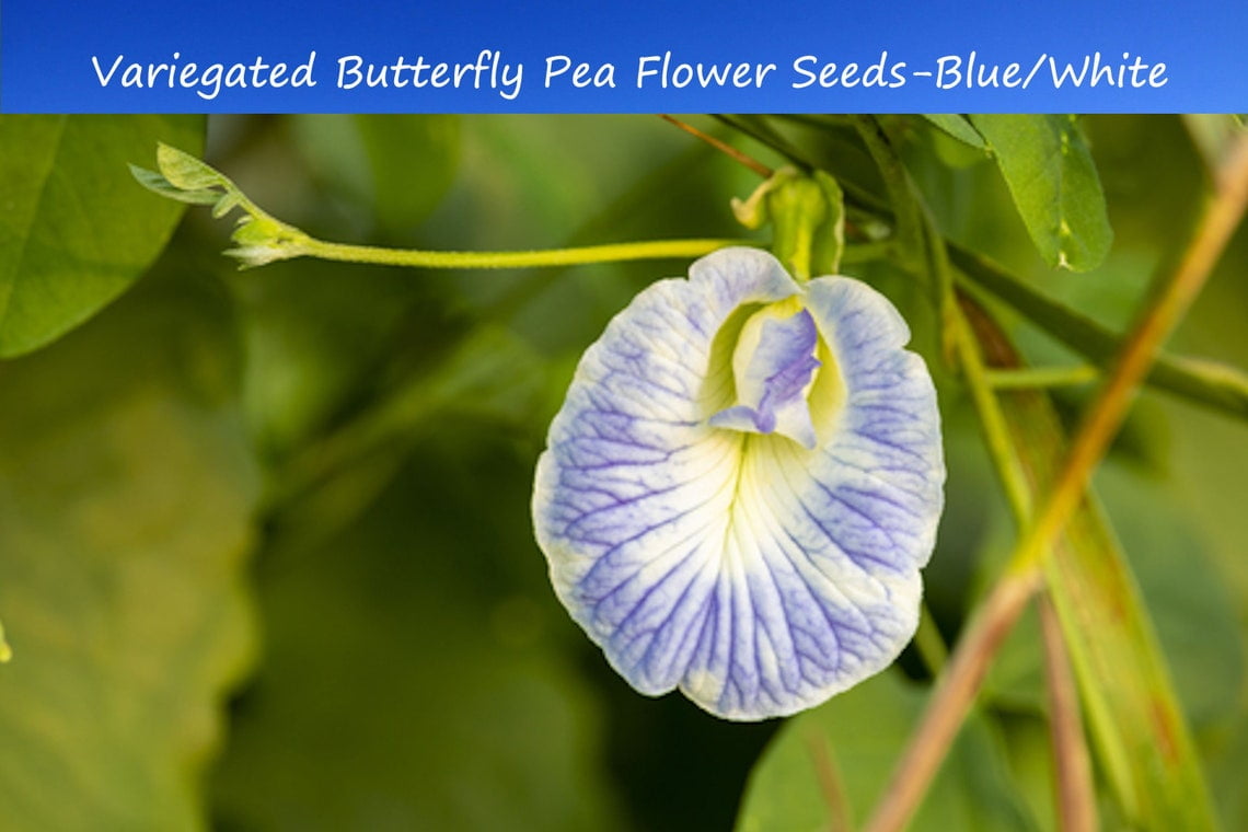 Tropical Flower Seeds -Variegated Flower Blue and White -Butterfly Pea ...