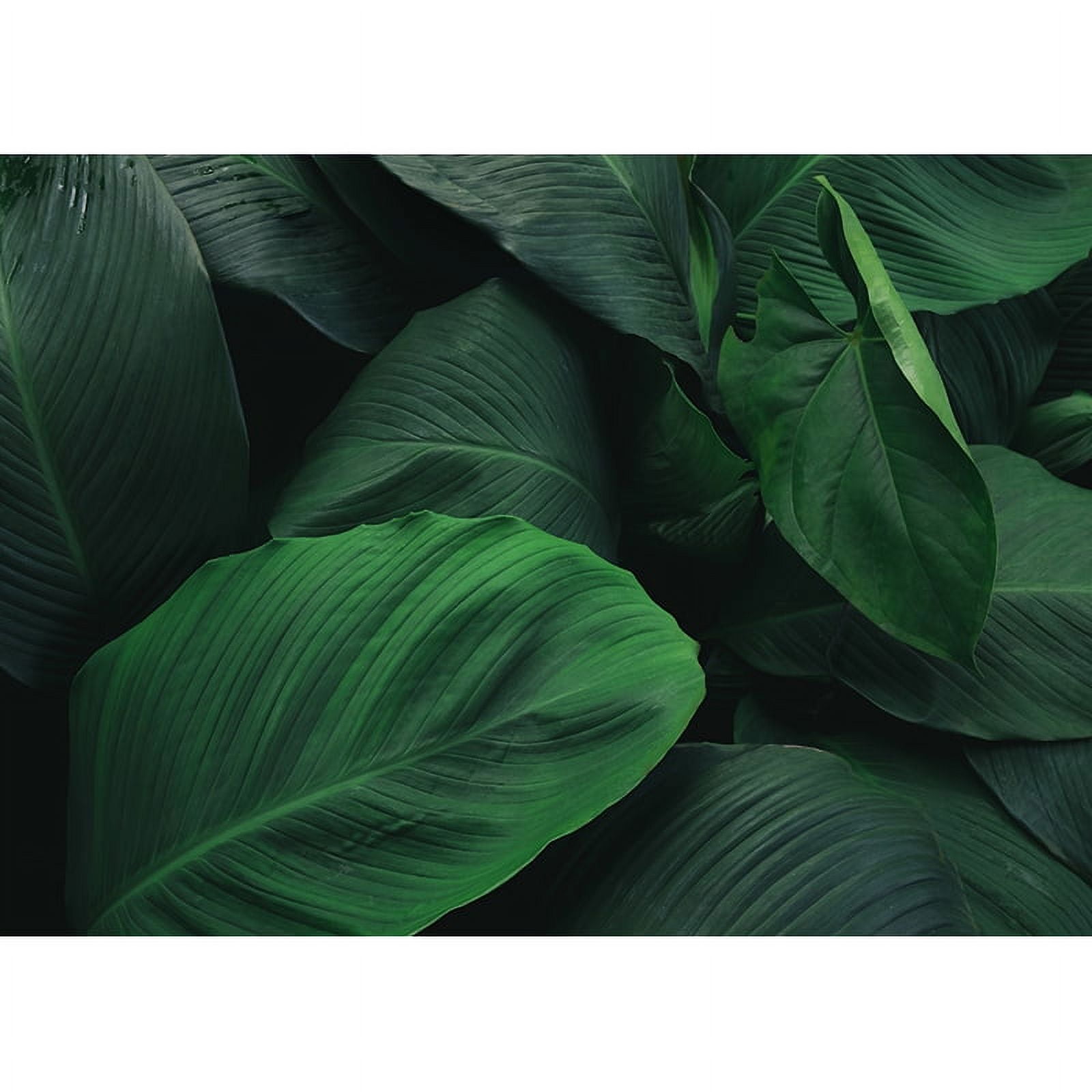 Tropical Forest Green Trees Plants Leaves Vinyl Photography Backdrops ...