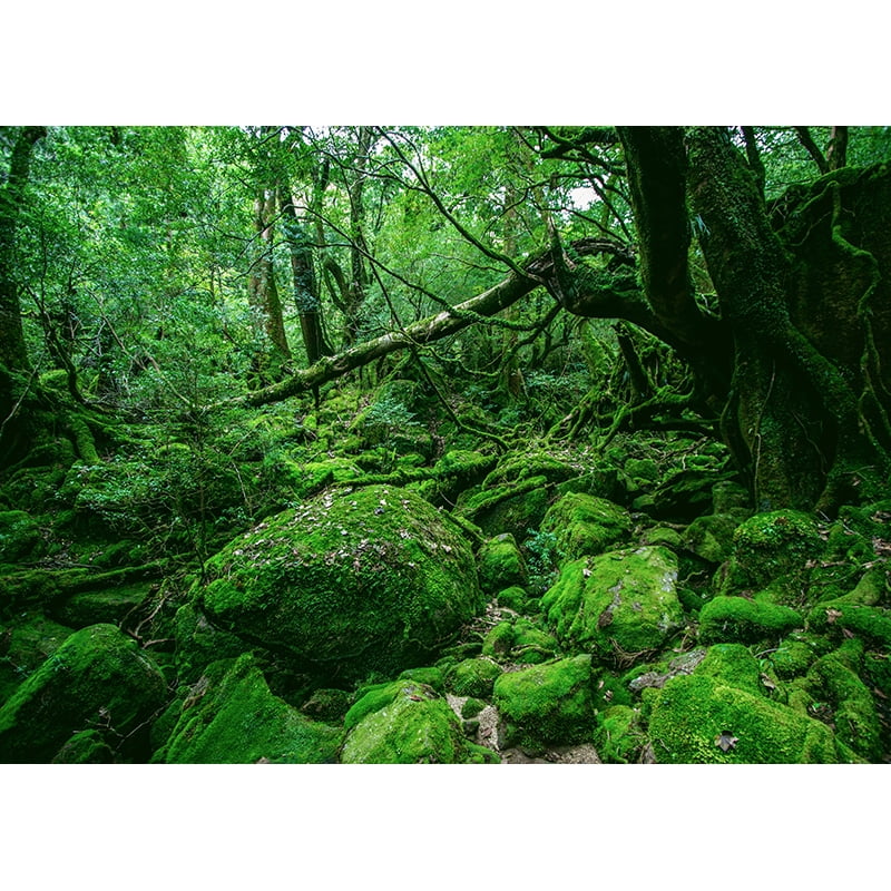 Tropical Forest Green Trees Plants Leaves Vinyl Photography Backdrops ...