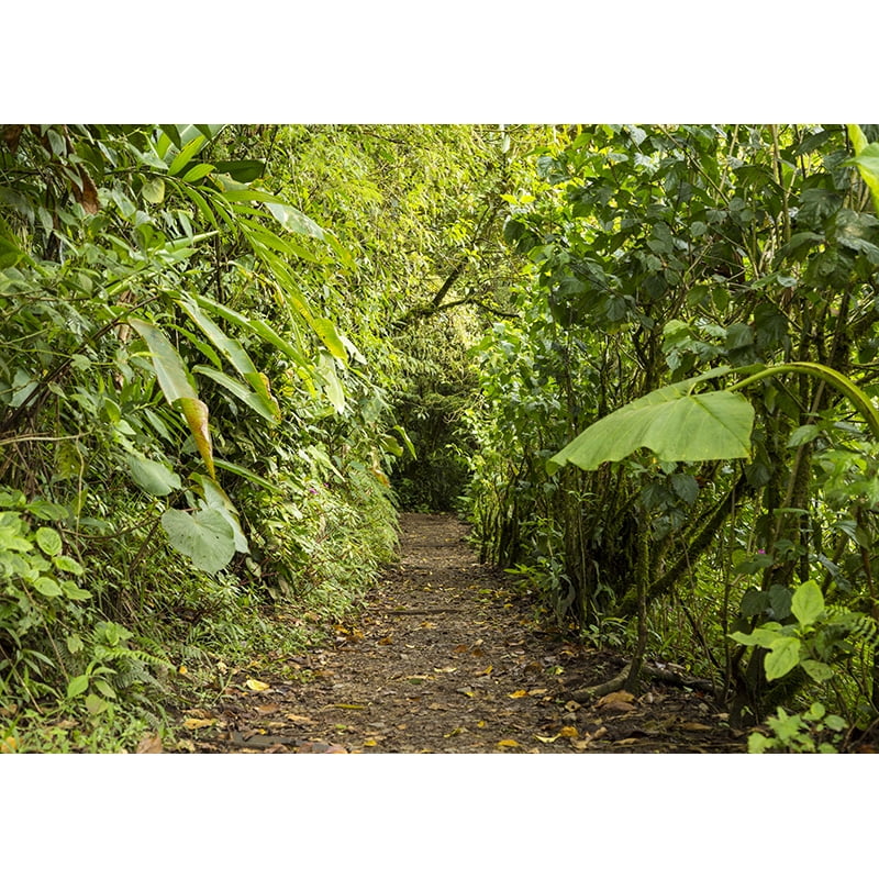 Tropical Forest Green Trees Plants Leaves Vinyl Photography Backdrops ...
