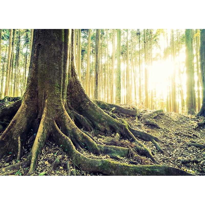Tropical Forest Green Trees Plants Leaves Vinyl Photography Backdrops ...