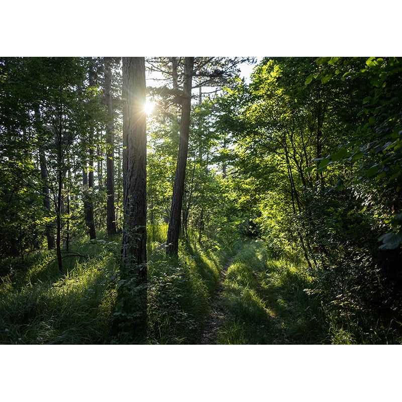 Tropical Forest Green Trees Plants Leaves Vinyl Photography Backdrops ...