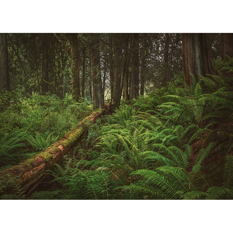 Tropical Forest Green Trees Plants Leaves Vinyl Photography Backdrops ...