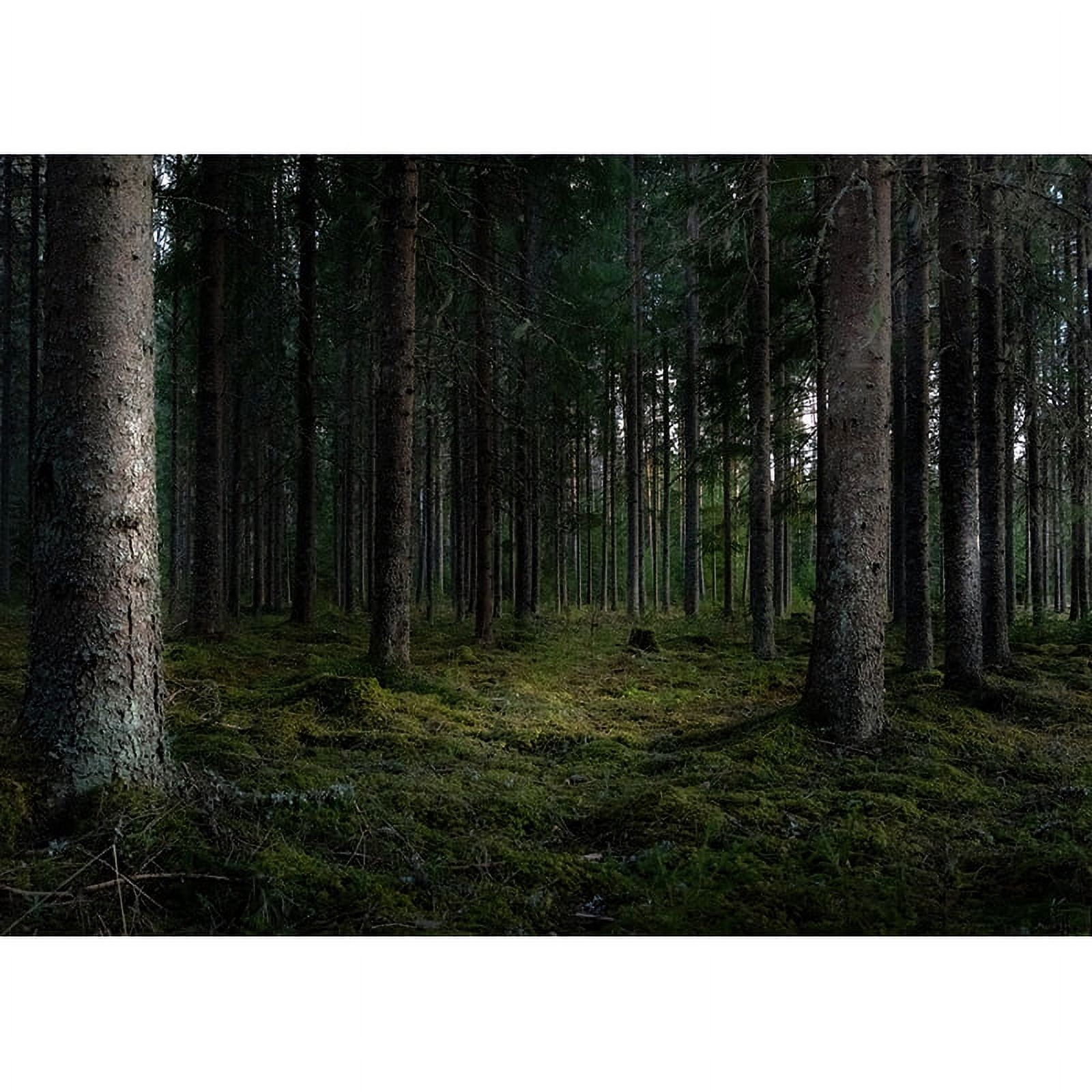 Tropical Forest Green Trees Plants Leaves Vinyl Photography Backdrops ...