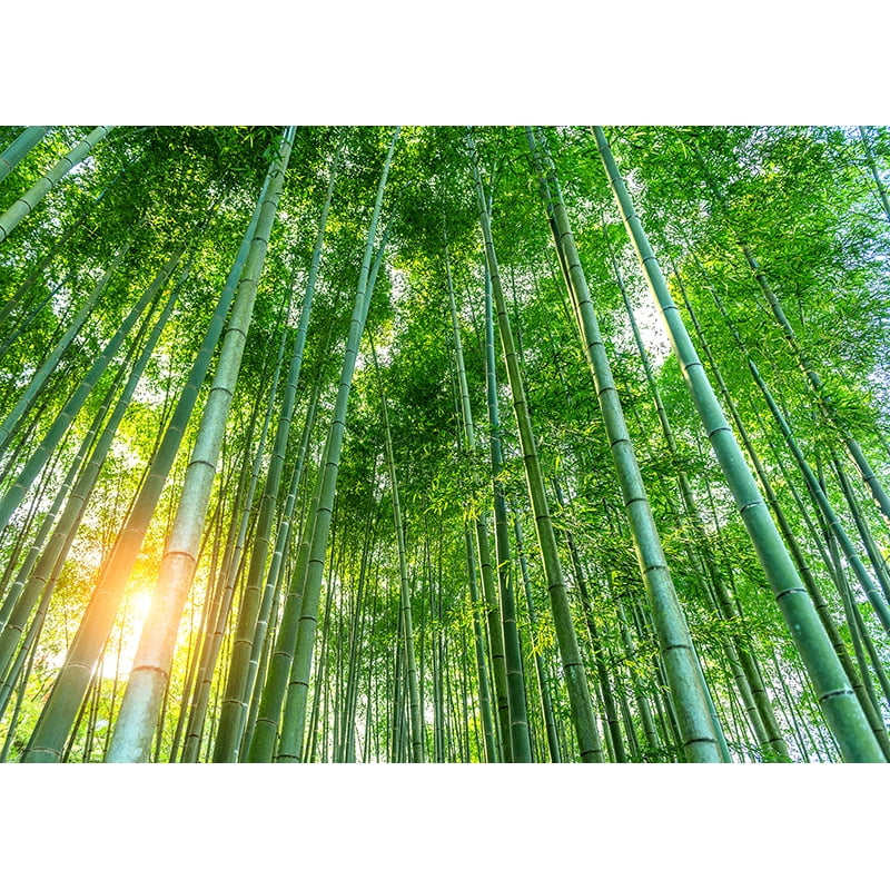 Tropical Forest Green Trees Plants Leaves Vinyl Photography Backdrops ...