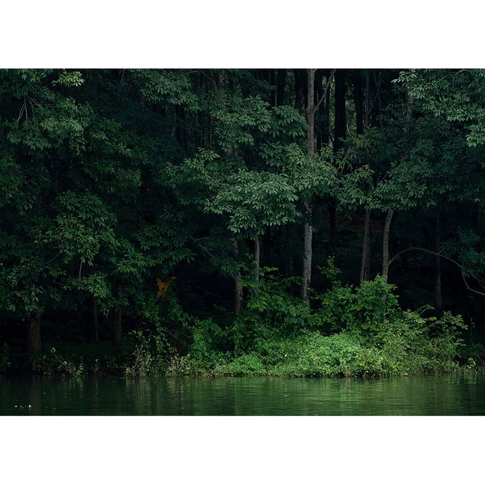 Tropical Forest Green Trees Plants Leaves Vinyl Photography Backdrops ...