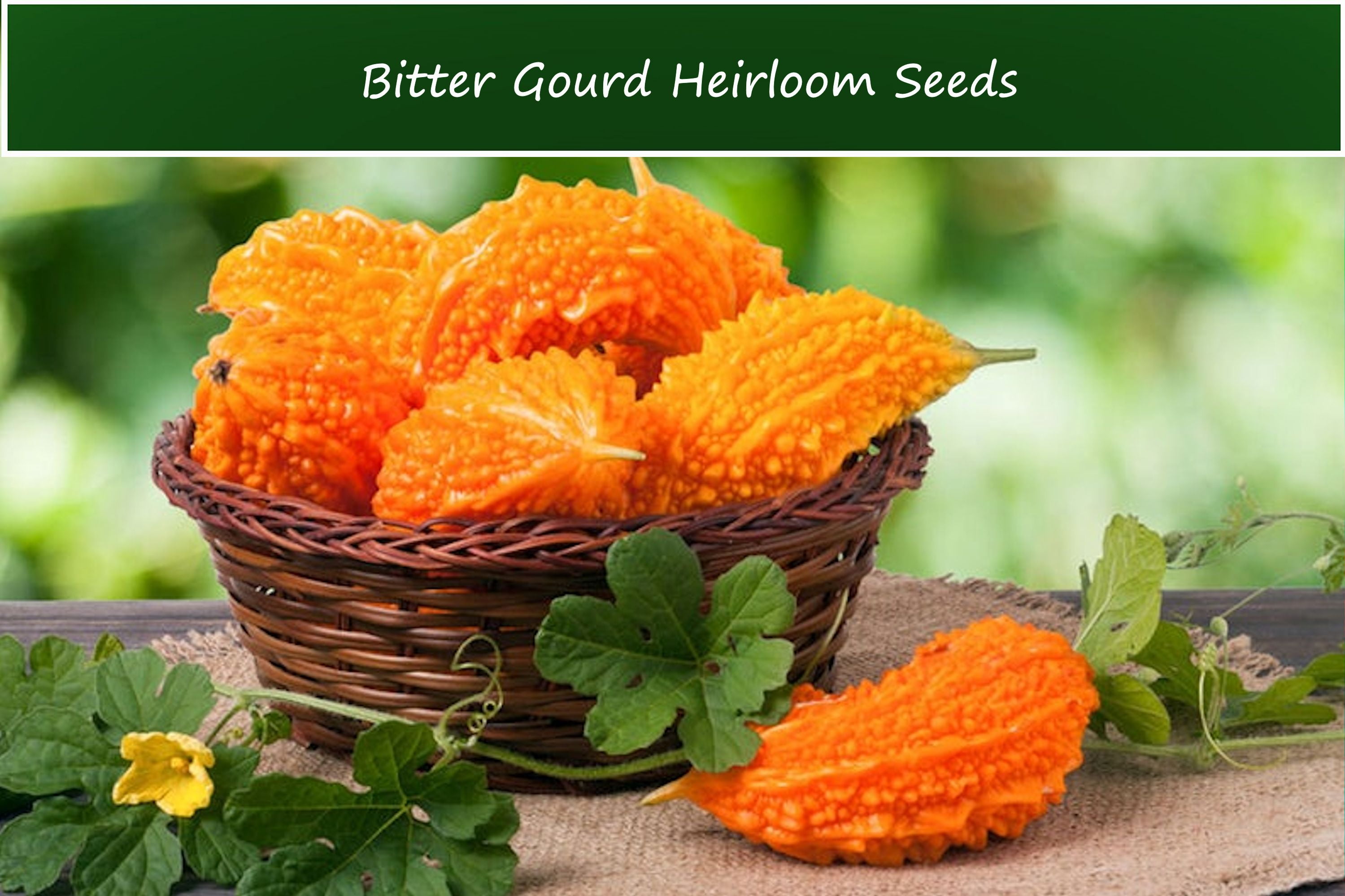 Tropical Gourd Seeds- Indian Bitter Gourd 10 Heirloom Seeds -Very Rare ...