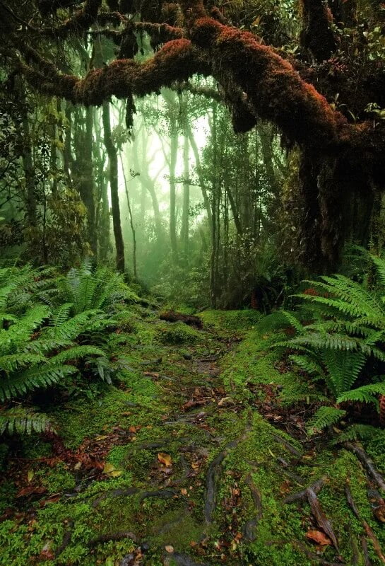 Tropical Jungle Backdrop for Photography Wet Fog Tropical Forest Moss ...