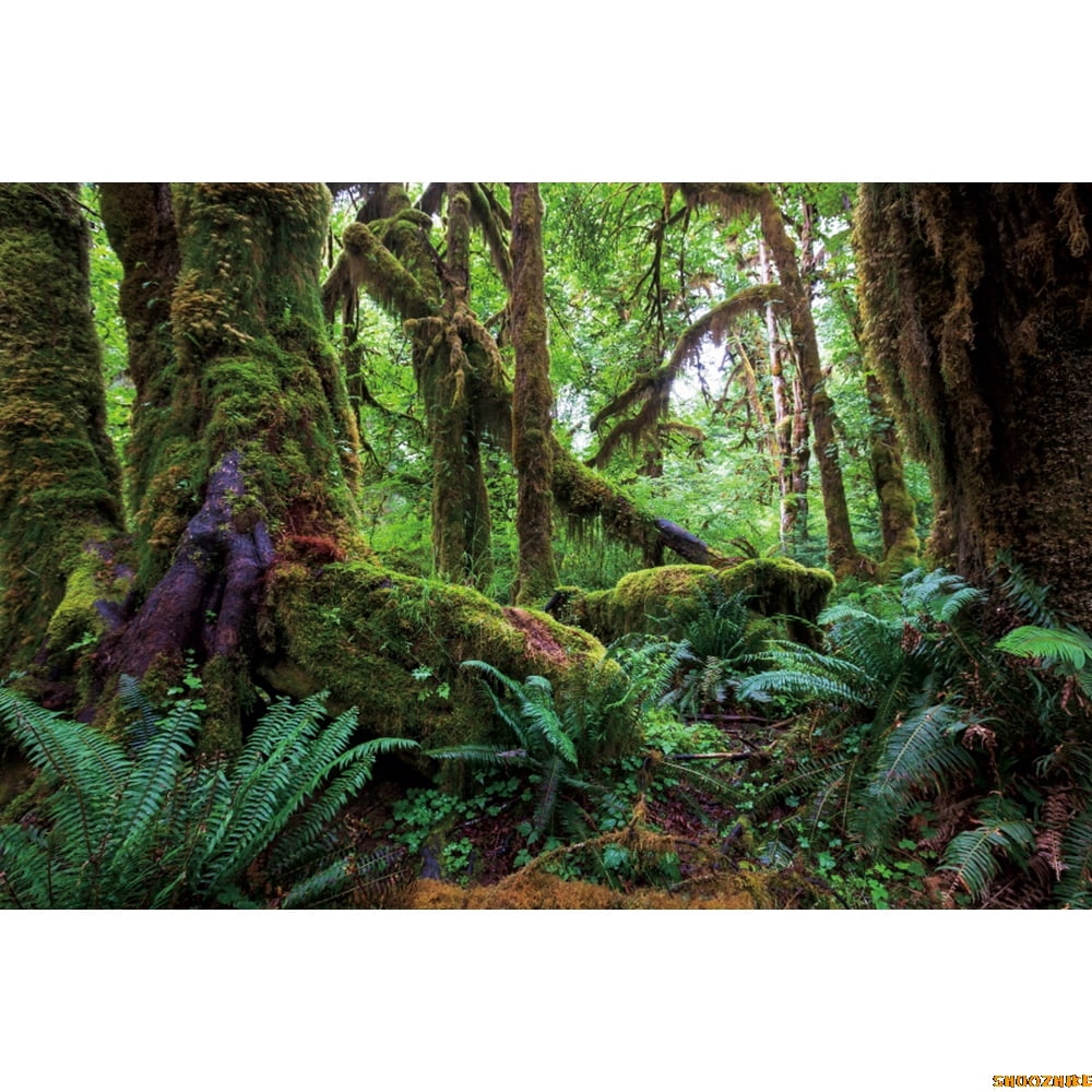 Tropical Jungle Gre Forest Backdrop for Photography Rainforest Natural ...