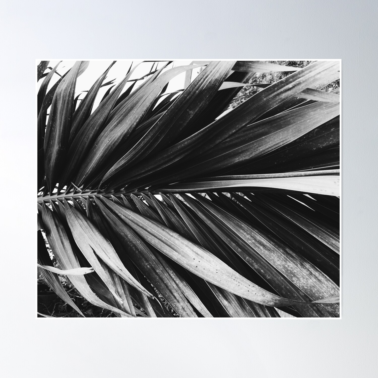 Tropical Leaves Black And White Photography Poster Wall Art, Modern ...