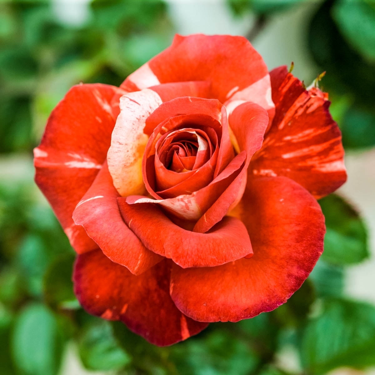 Tropical Lightning Climbing Rose, 3 Gallon Potted Potted Flowering ...