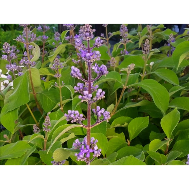 Tropical Lilac - Cornutia grandiflora - Scented Foliage - 4" Pot ...