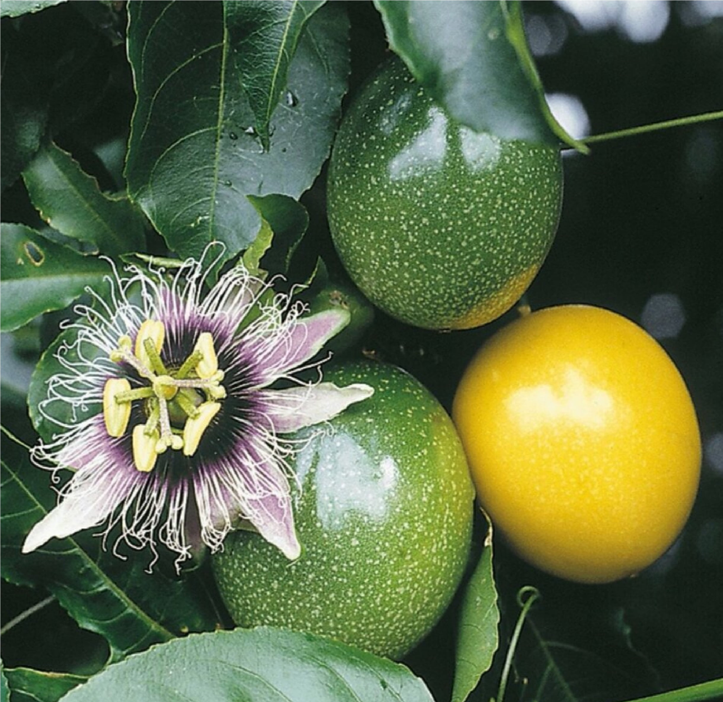 Tropical Lilikoi Passion Fruit Plant Seeds 4 Pk (20 Seeds per Pack ...