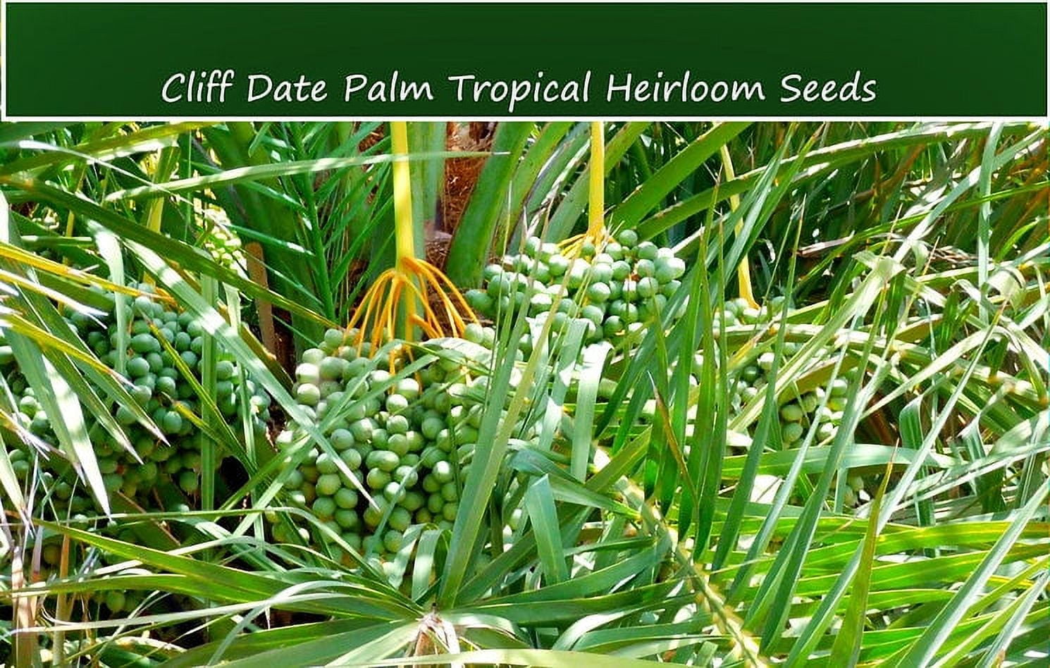 Tropical Palm Seeds- Cliff Date Palm -10 Seeds -Good Container Garden ...