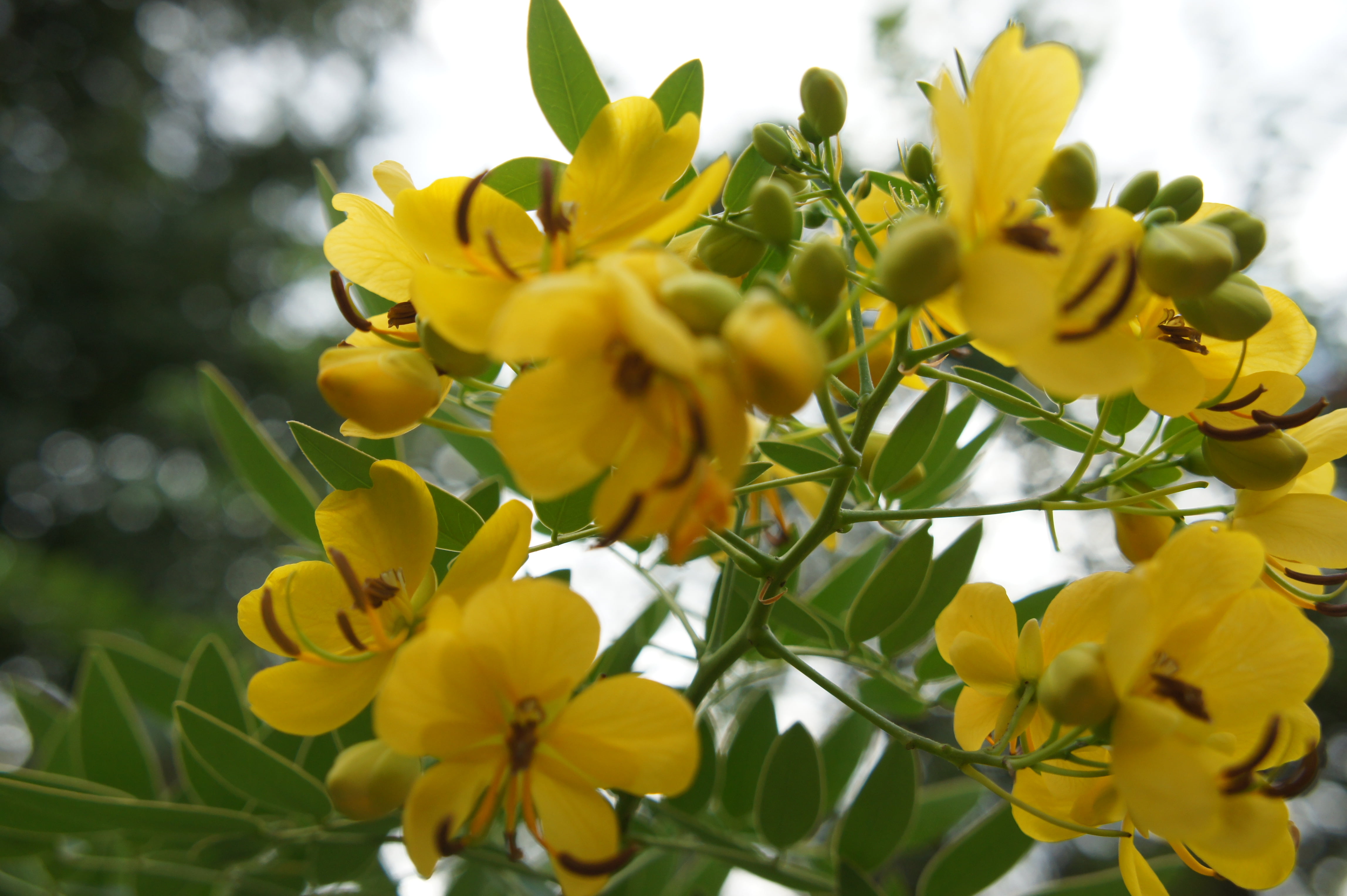 Tropical Plant SEED PACK = =10 Seeds -Golden Cassia Tree - -See ...