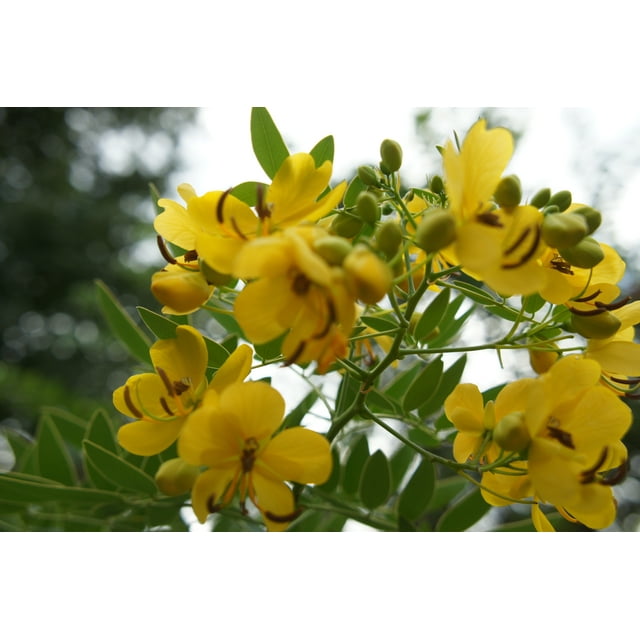 Tropical Plant SEED PACK = =10 Seeds -Golden Cassia Tree - -See ...