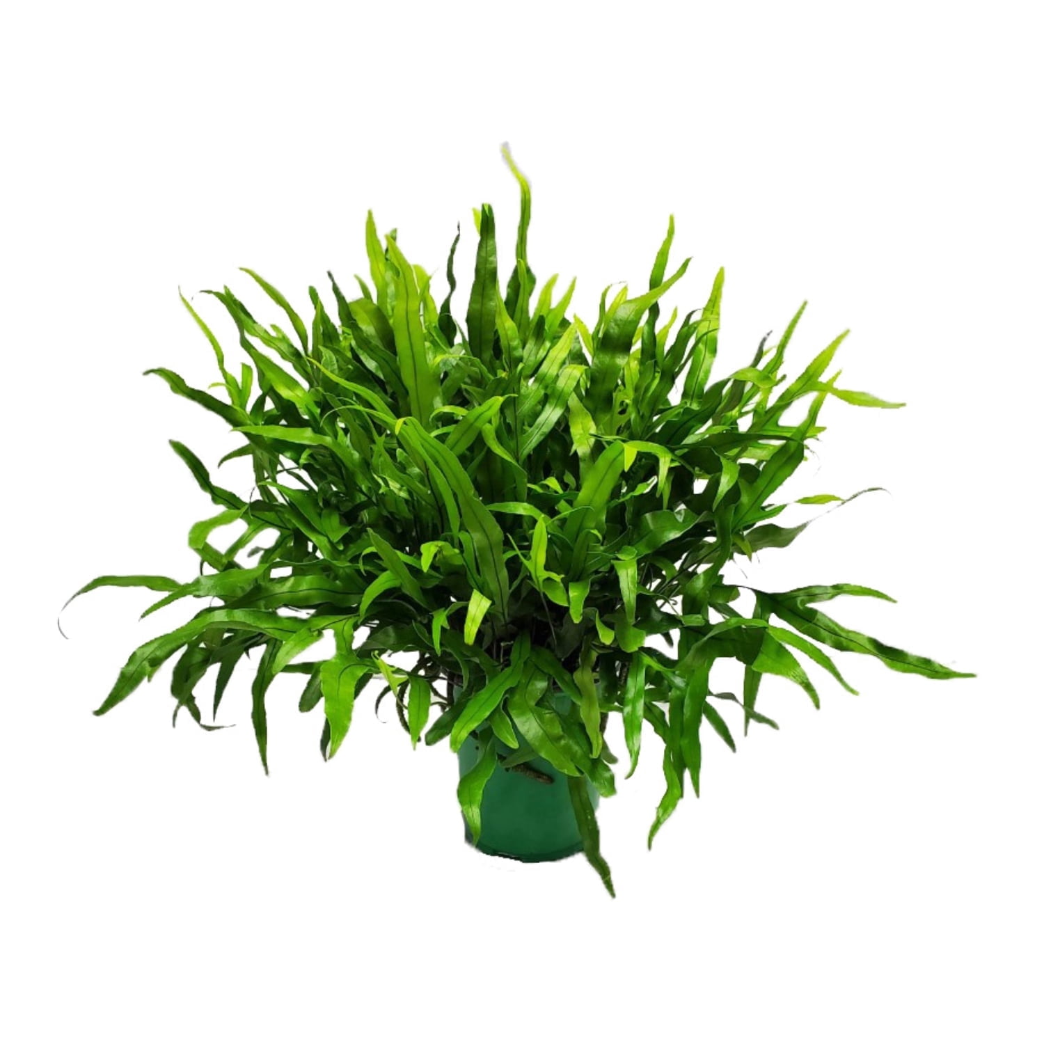 Tropical Plants of Florida 10" to 14" Kangaroo Wart Fern; Dark Green ...