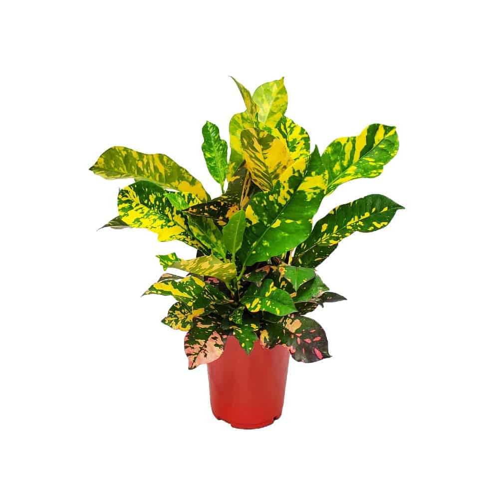 Tropical Plants of Florida 12" to 16" Croton Magnificent Plant; Partial ...