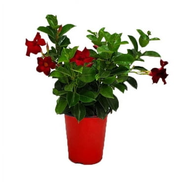 Tropical Plants of Florida 44" to 48" Braided Shrimp Tree; Red Flowers ...