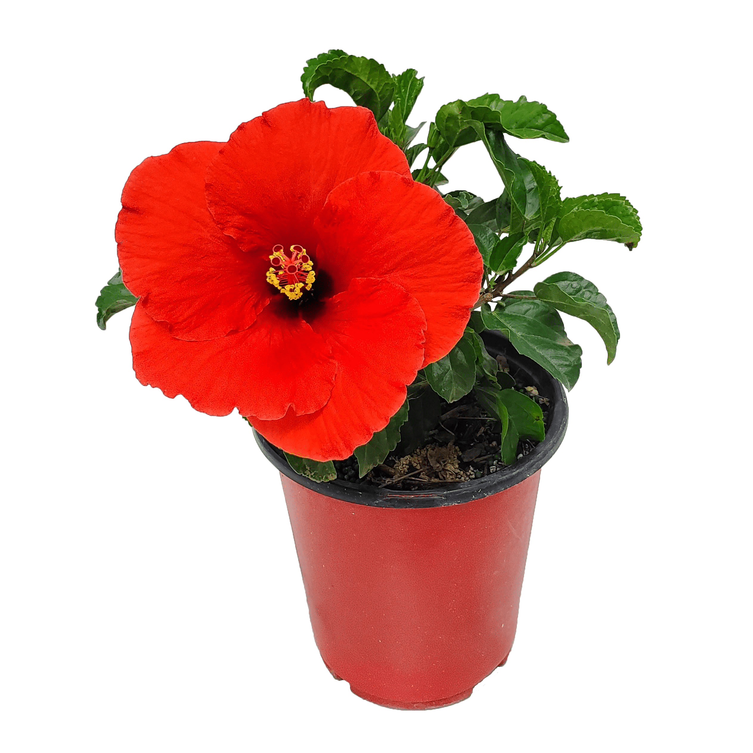 Tropical Plants of Florida 12" to 16" Yoder Red Hibiscus Bush; Full ...
