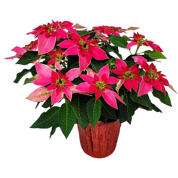 Poinsettias in Christmas Plants - Walmart.com