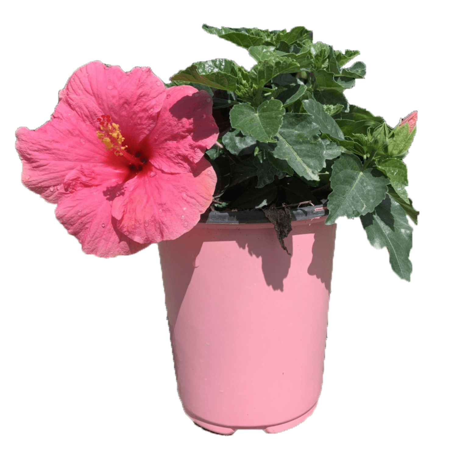 Tropical Plants of Florida 16" to 18" Bright Pink Hibiscus Bush; Yoder ...