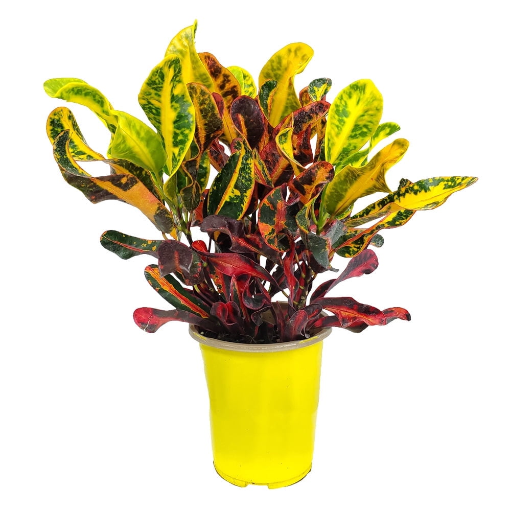 Walmart Black Friday Deals 2025 Live Outdoor Potted Tropical Croton ...