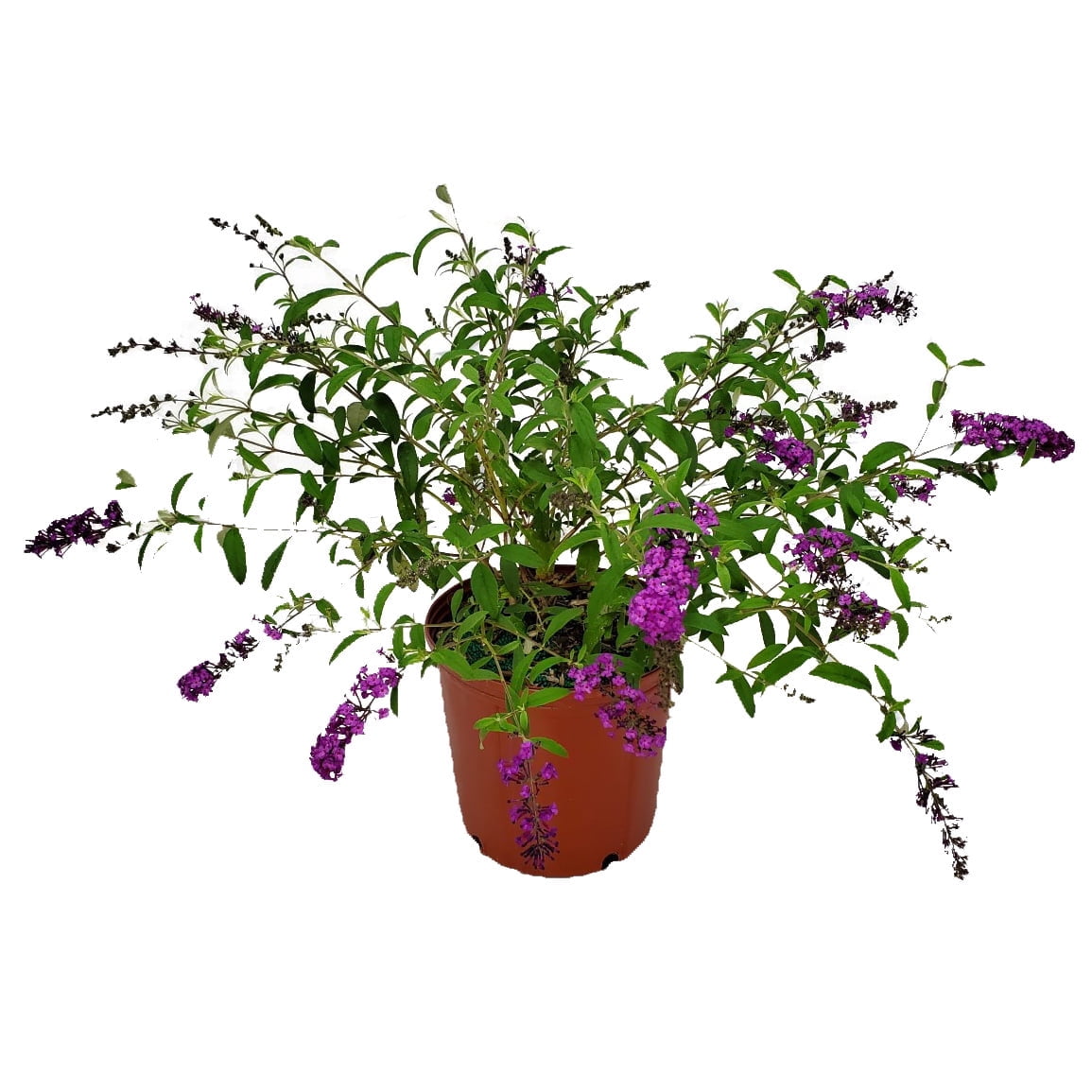 Tropical Plants of Florida 18" to 24" Royal Purple Buddleia Bush ...