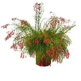 Tropical Plants of Florida 20" to 24" Red Firecracker Bush; Full ...