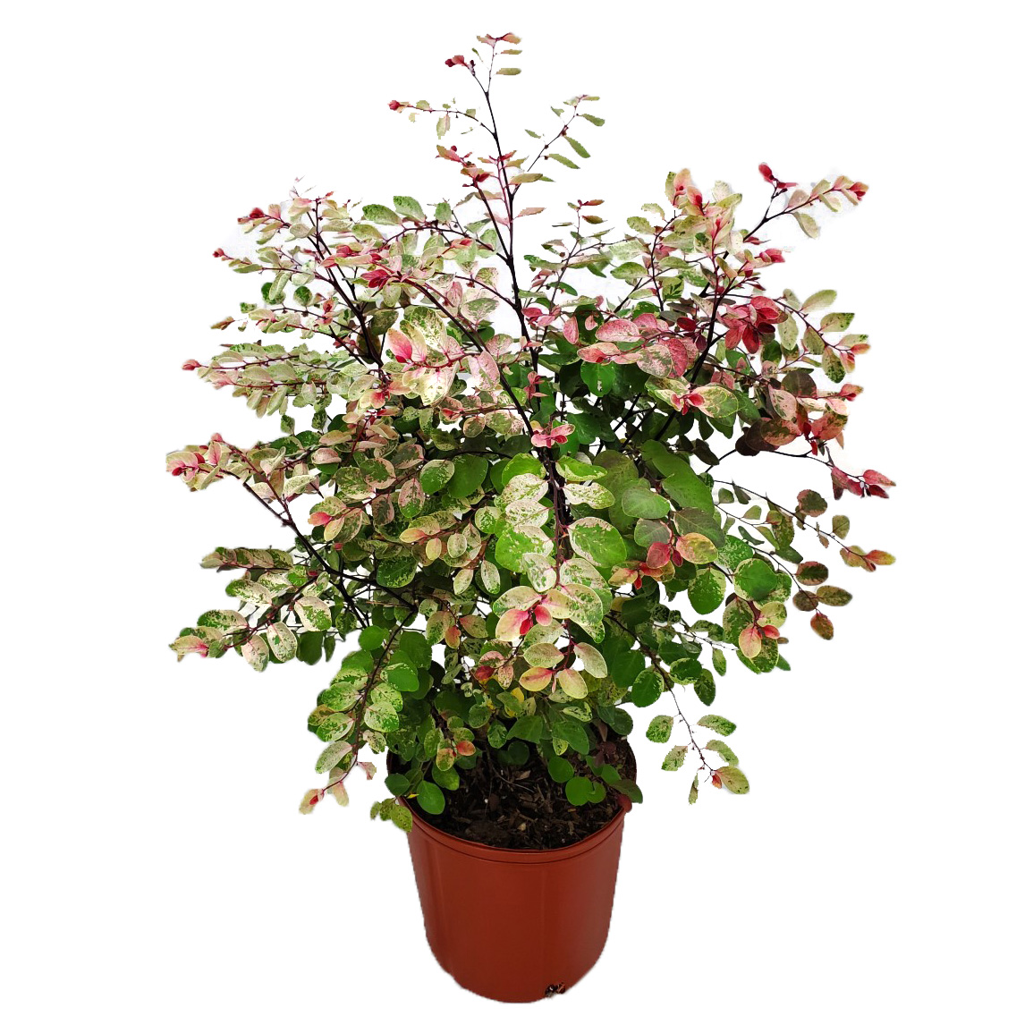 Tropical Plants of Florida 20" to 24" Snow on the Mountain Plant ...