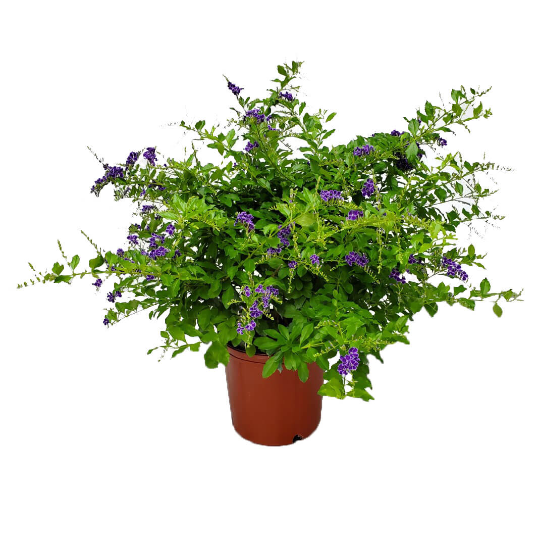 Tropical Plants of Florida 22" to 26" Duranta Sapphire Showers Flower ...