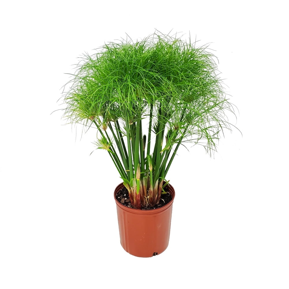 Tropical Plants of Florida 22" to 26" Dwarf Papyrus Plant; Little Tut ...
