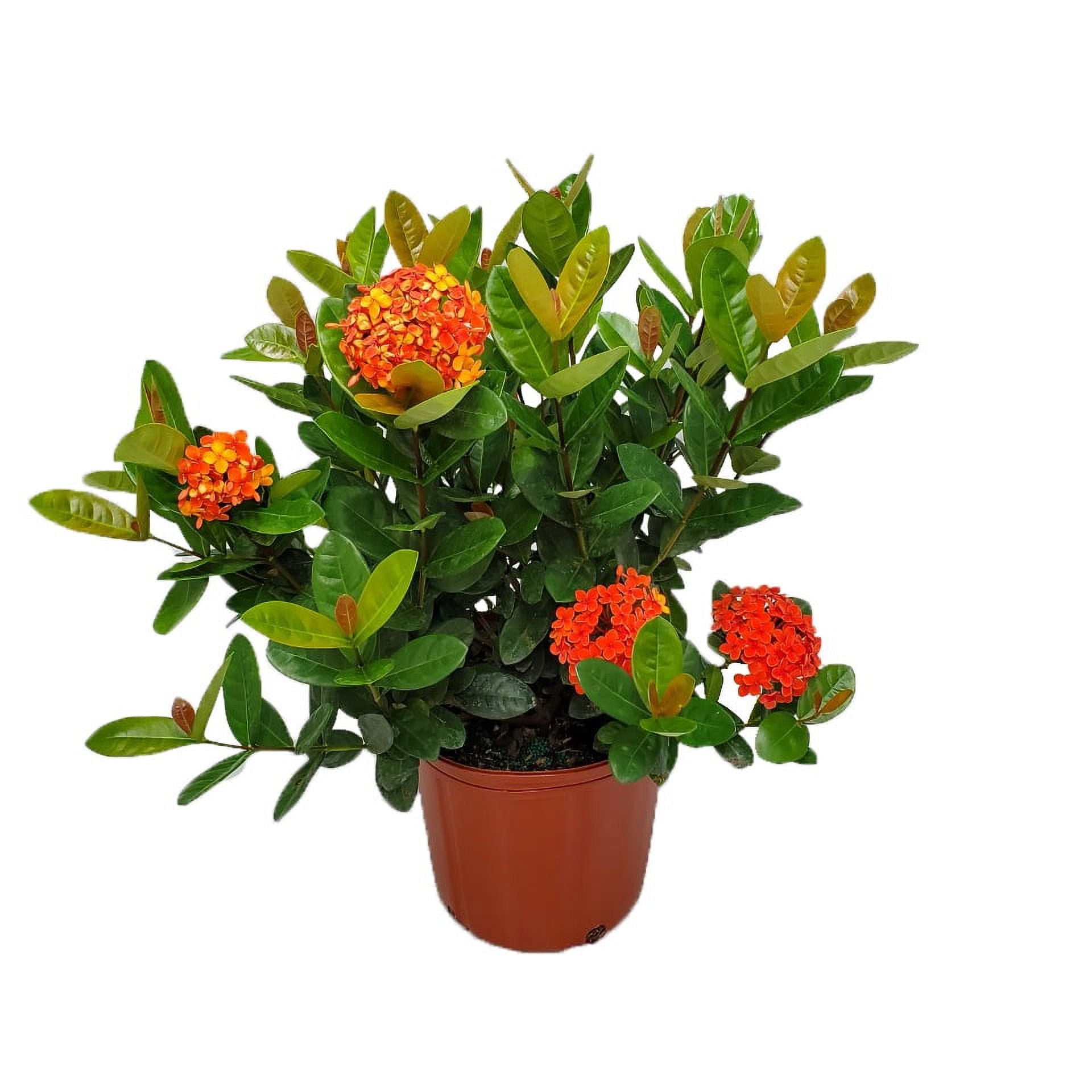 Tropical Plants of Florida 22" to 28" Red Maui Ixora Plant; Red ...