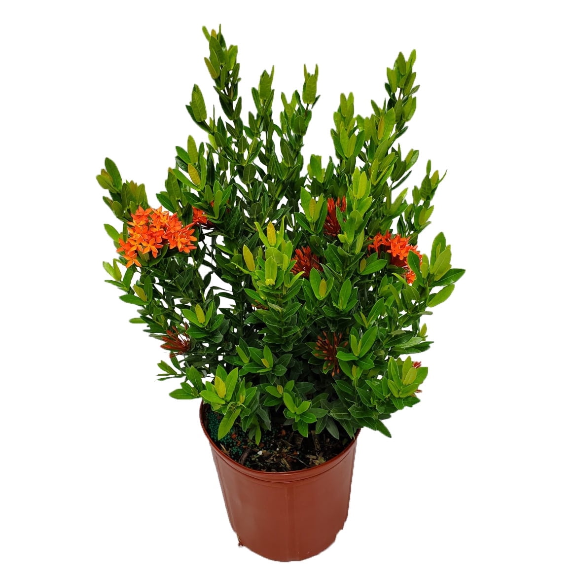 Tropical Plants of Florida 22" to 28" Taiwanese Red Dwarf Ixora Plant ...