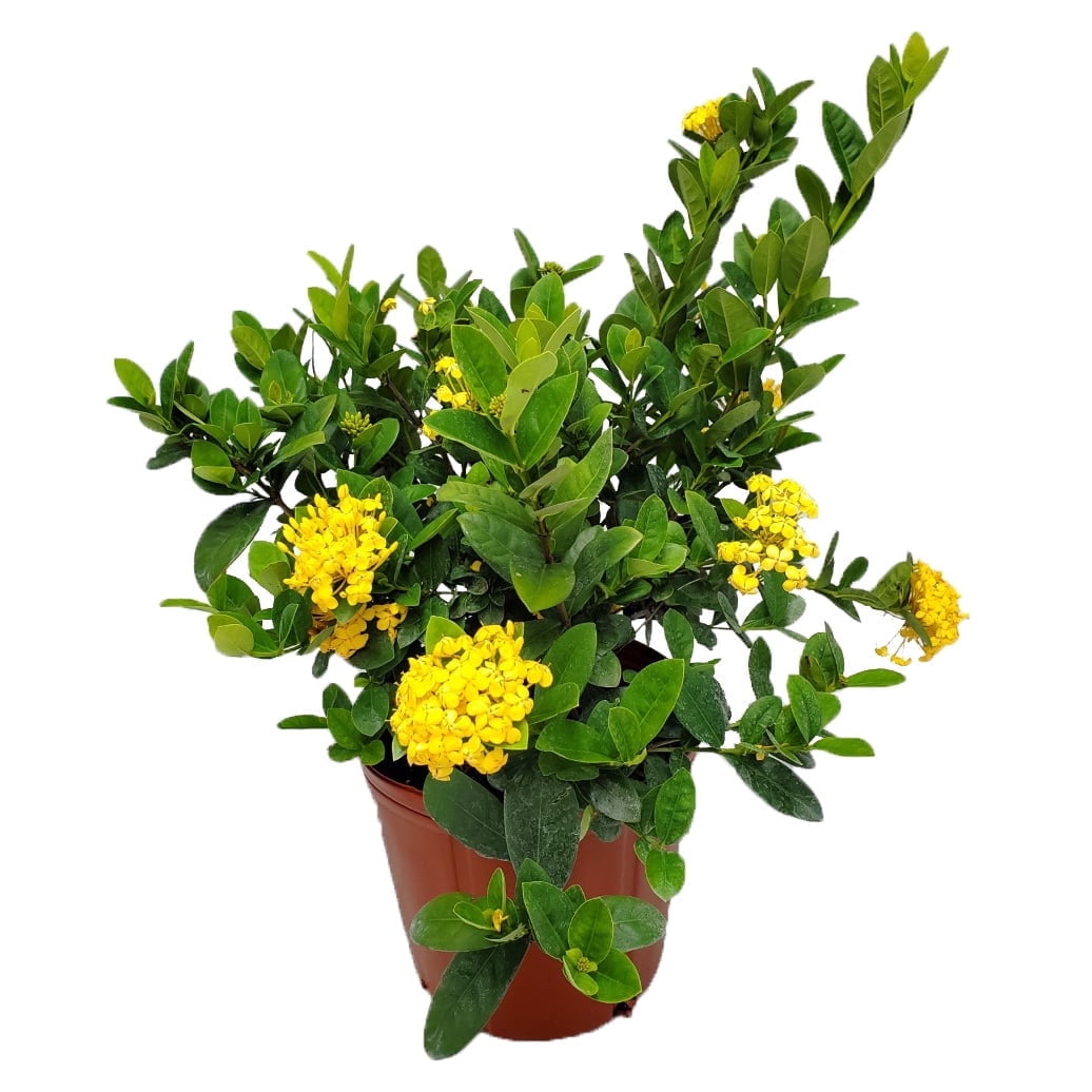 Tropical Plants of Florida 22" to 28" Yellow Maui Ixora Bush; Full ...