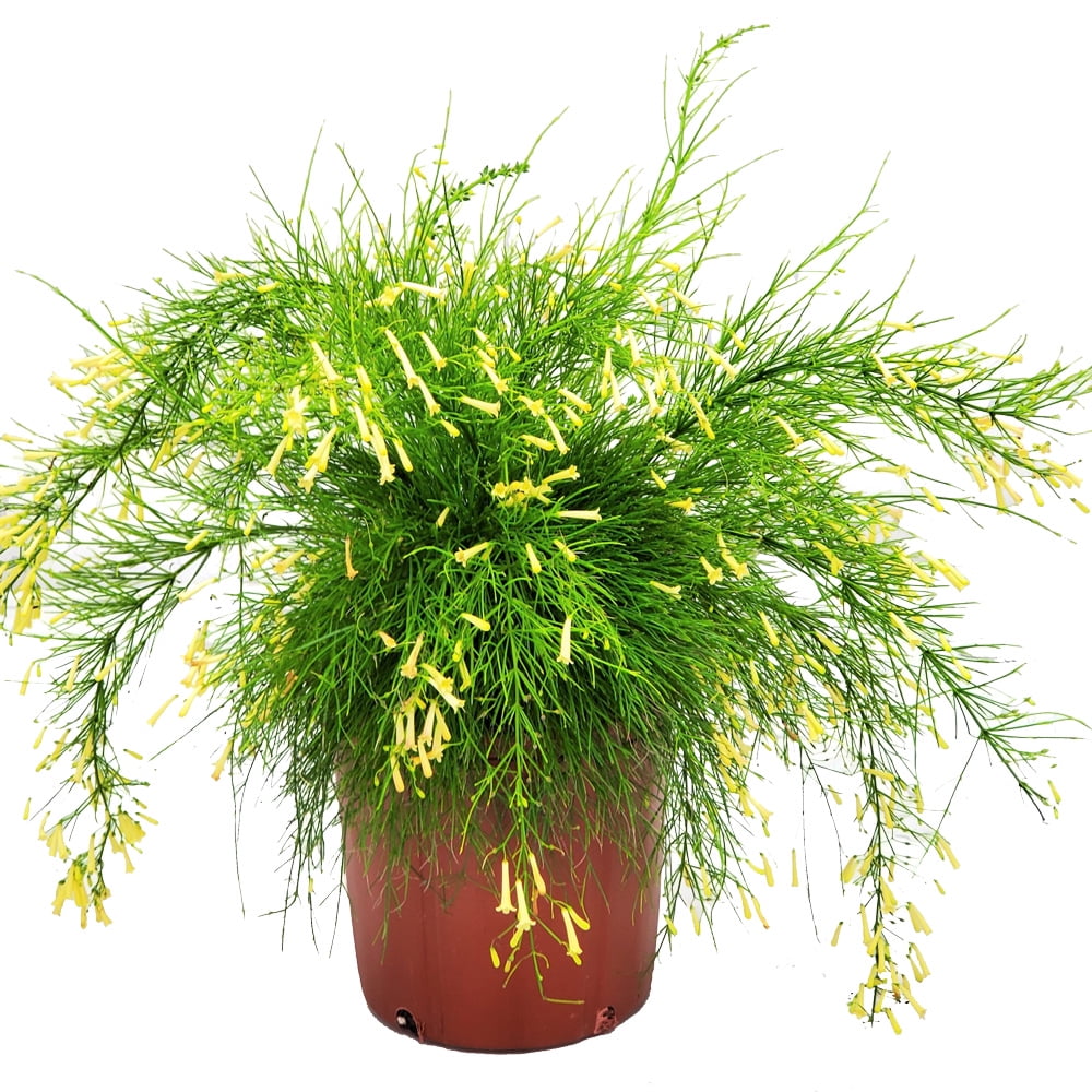 Tropical Plants of Florida 24" Yellow Firecracker Bush; Yellow Flowers ...