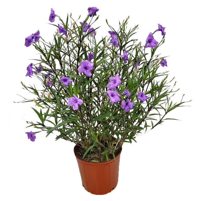 Tropical Plants of Florida, Purple Ruellia Flowering Bush, 26"-34 ...