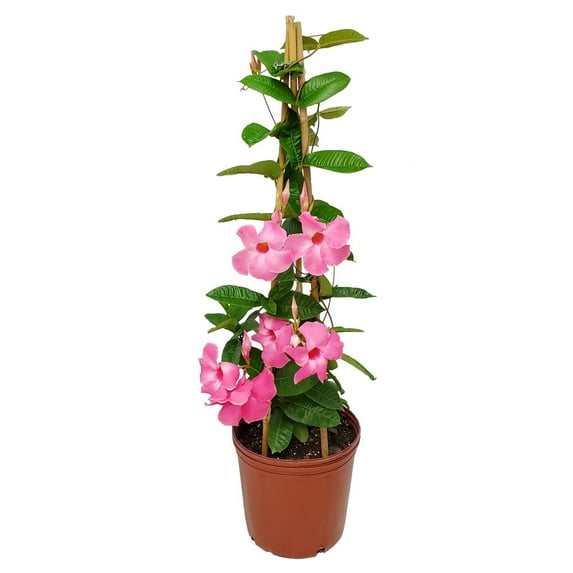 Tropical Plants of Florida, 36" Pink Mandevilla Vine Plant, Starter ...