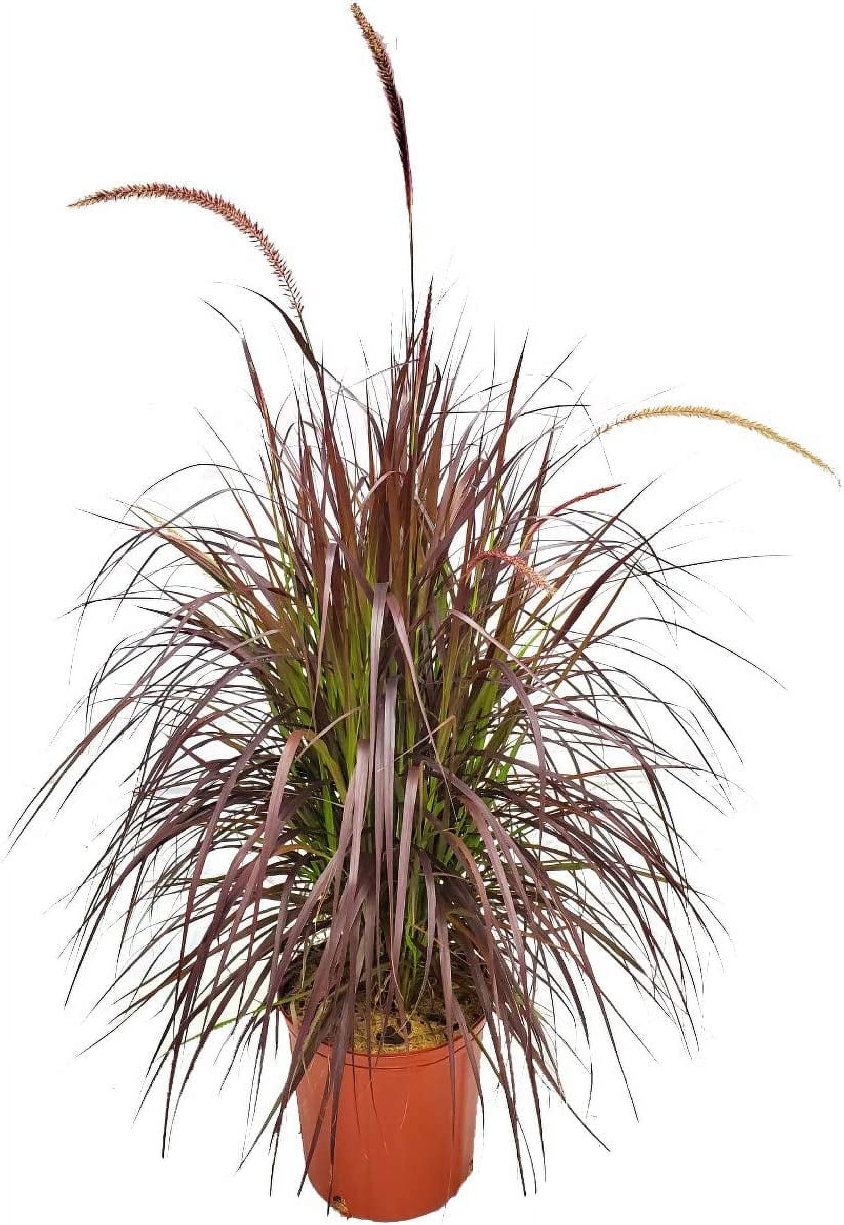 Tropical Plants of Florida 36" to 42" Ornamental Red Fountain Grass ...