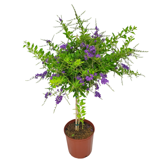 "Tropical Plants of Florida Sapphire Showers Duranta Tree, 36""-42 ...
