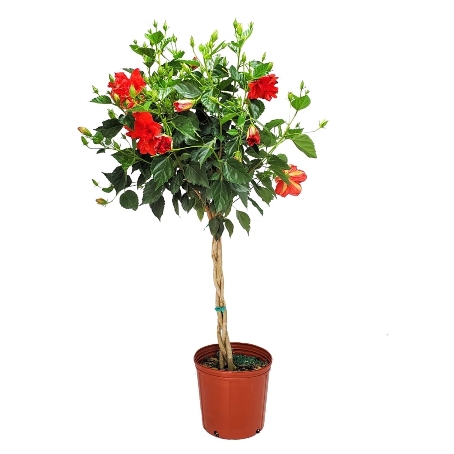 Tropical Plants of Florida 38" to 44" Braided Double Red Hibiscus Tree ...