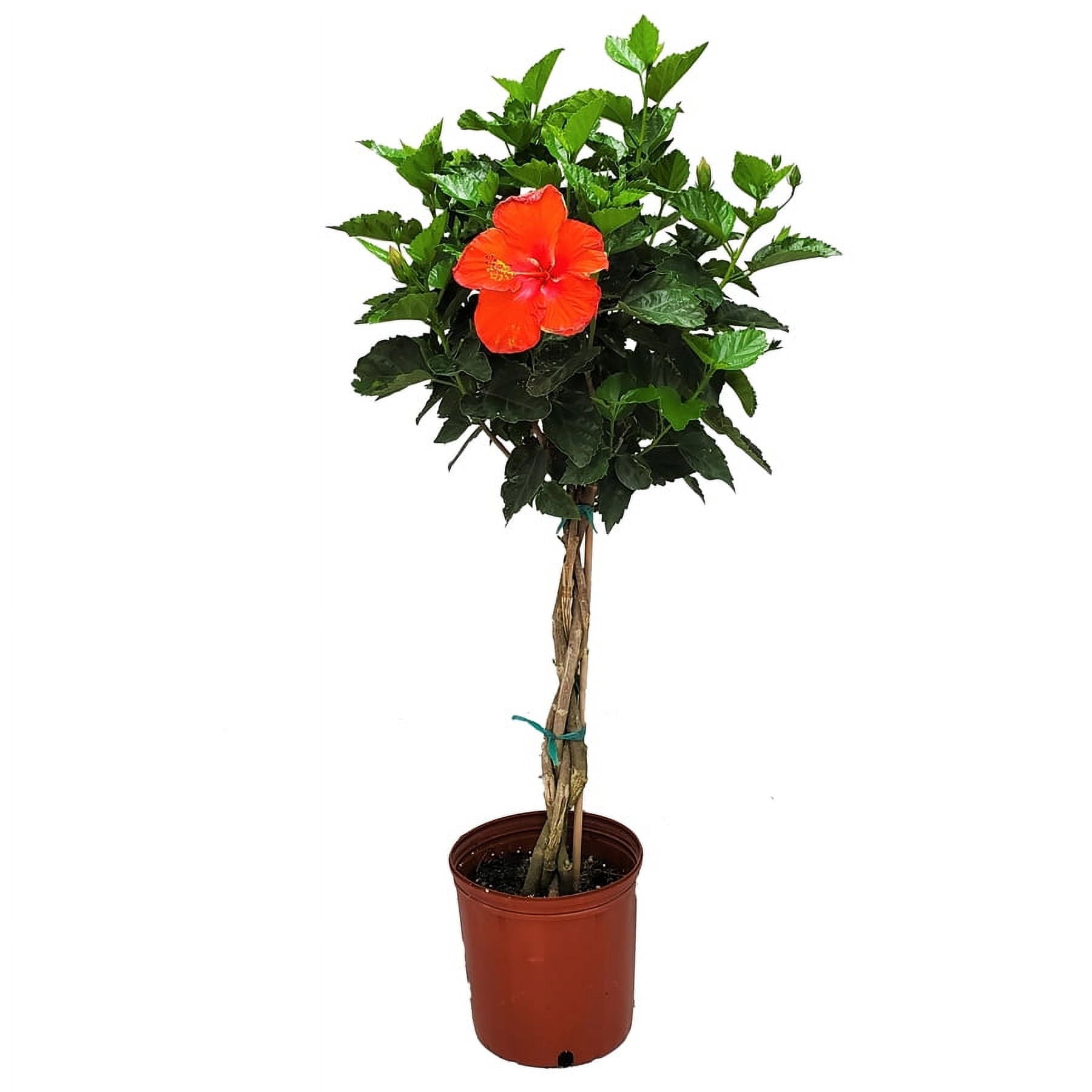 "Tropical Plants of Florida: 38""-44"" Braided Red Hibiscus Tree, Full Sun, Flowering, Grower's ...
