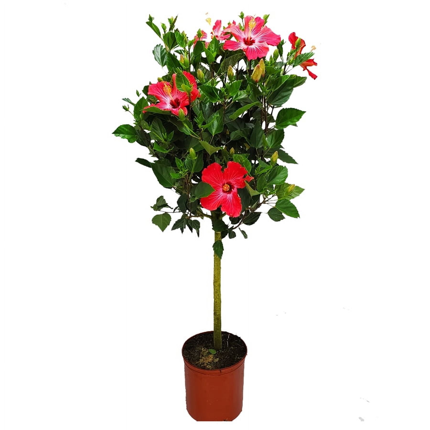 Tropical Plants of Florida 38" to 44" Pink Hibiscus Tree; Standard Tree ...