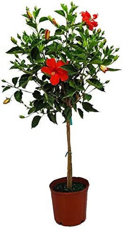 "Tropical Plants of Florida 38"" to 44"" Standard Red Hibiscus Tree ...