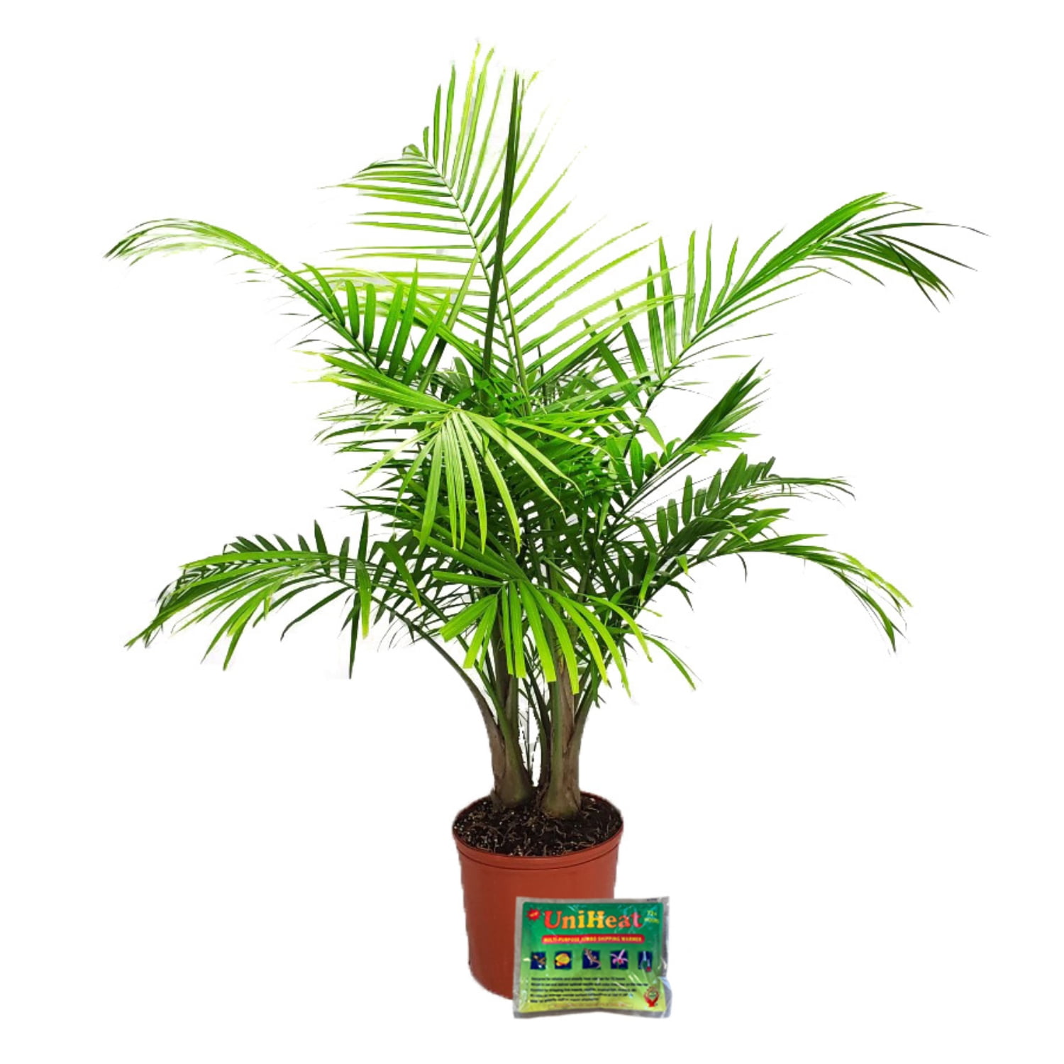 Tropical Plants of Florida 42" to 48" Green Majesty Palm Tree Plant ...