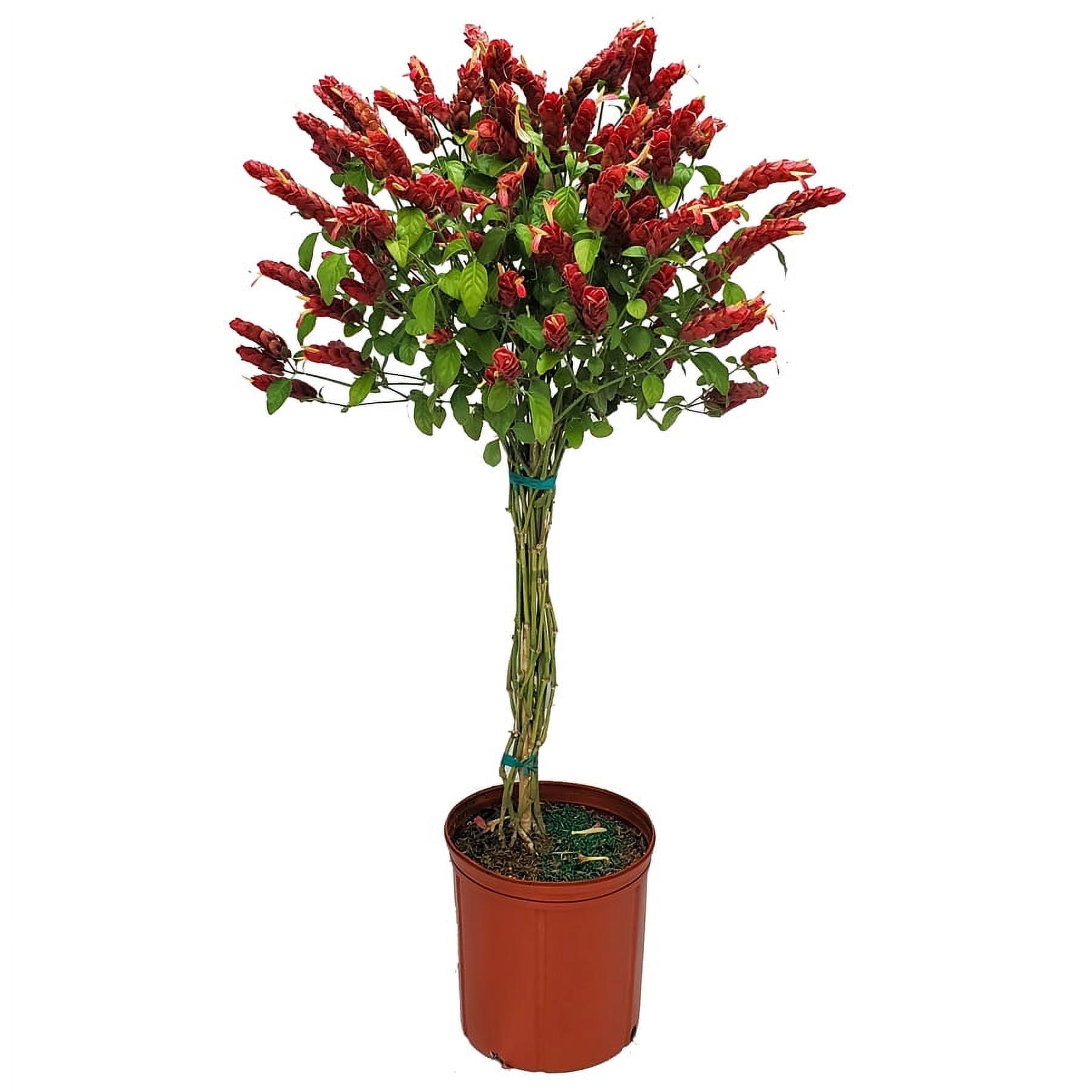 Tropical Plants of Florida 44" to 48" Red Braided Shrimp Live Plants in ...