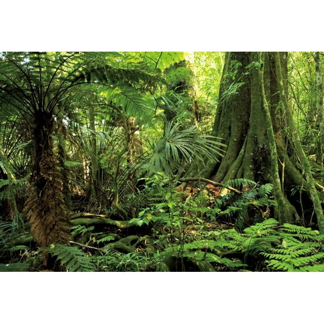 Tropical Rain Forest Tree Moss Shrub Scenic View Photozone Photographic ...