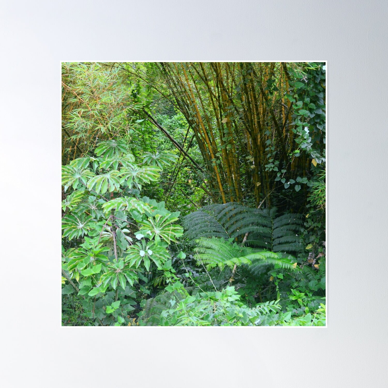 Tropical Rainforest Bamboo And Ferns Hawaiian Jungle Adventure Poster ...